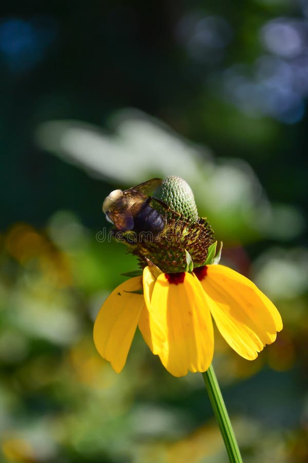 Pollinator on coneflower stock image. Image of honey - 164853393