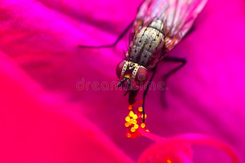 A Pollinator Fly on Flower Pollen Stock Image - Image of spring, macro ...