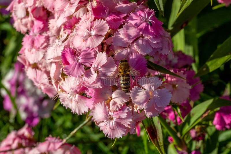 Pollinator Foraging on Common Carnation Stock Image - Image of autres ...