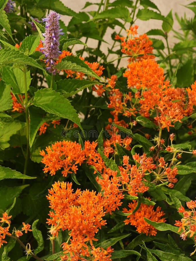 Pollinator Garden Flowers of Fragrant Mint and Colorful Orange ...