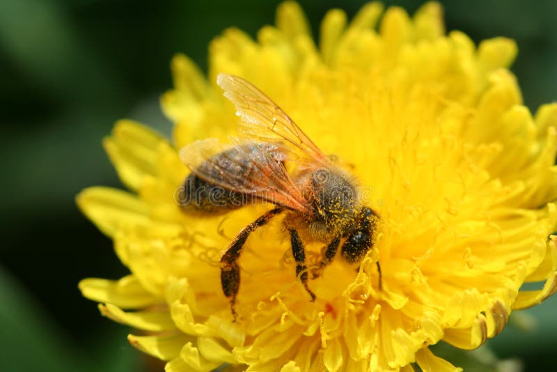 Pollinisateur image stock. Image du jardin, été, insecte - 25500225