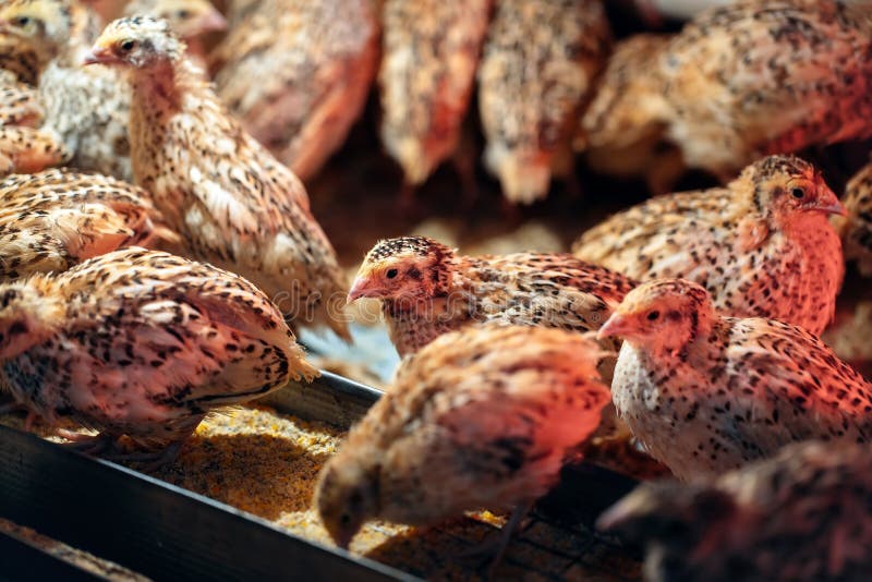 Pollitos De Codorniz En Una Jaula De La Granja. Foto de archivo ...