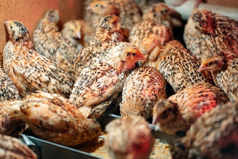 Pollitos De Codorniz En Una Jaula De La Granja. Foto de archivo ...