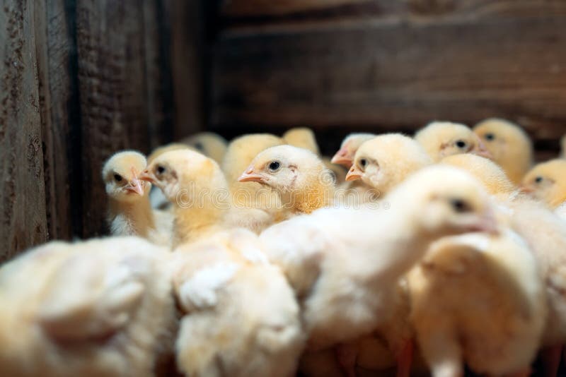 Pollitos De Pollo De Engorde En La Granja De Aves De Corral. Imagen de ...