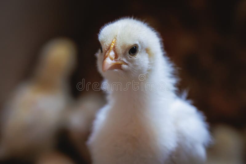 Pollitos en una granja foto de archivo. Imagen de polluelos - 254840004