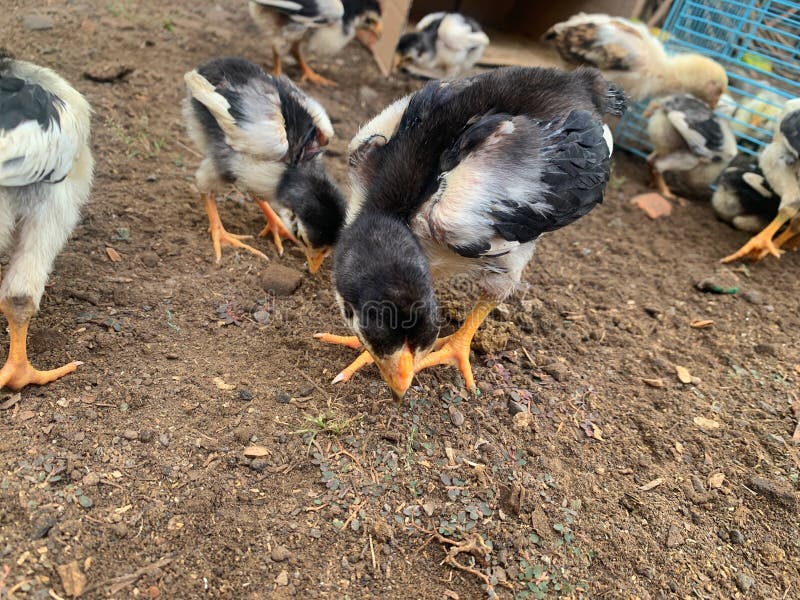 Pollitos imagen de archivo. Imagen de negro, planta - 256479637