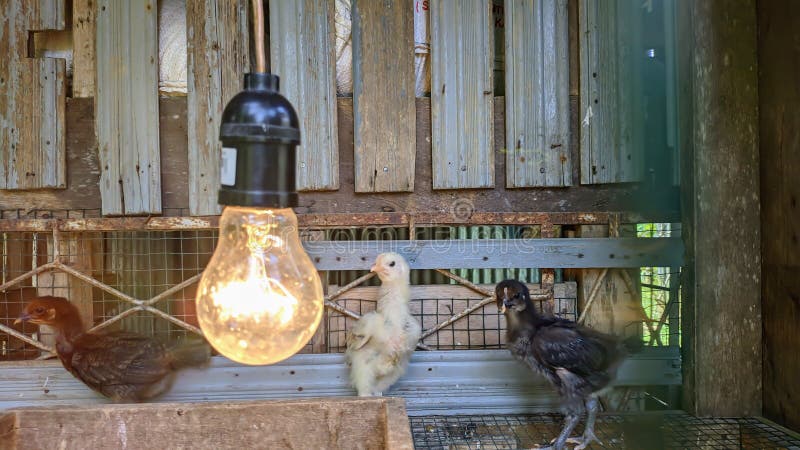 Pollitos Y Bombillas En La Gallina Imagen de archivo - Imagen de tonel ...
