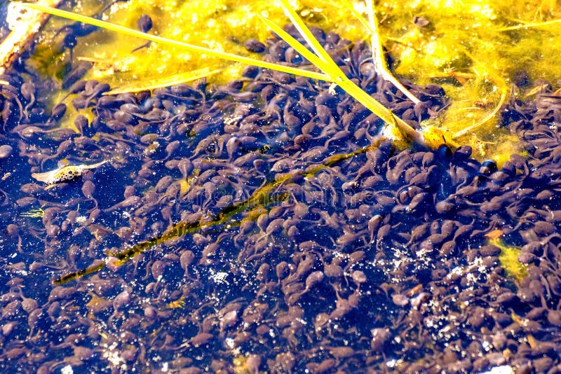 Polliwogs in a Pond in Poland Stock Photo - Image of swimming, tadpole ...