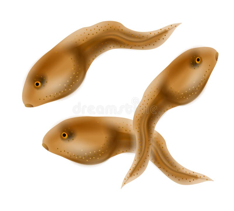 Polliwogs Tadpoles Isolated Stock Illustration - Illustration of ...