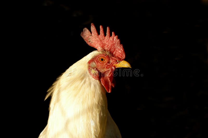 Pollo foto de archivo. Imagen de doméstico, pelo, soporte - 1010142