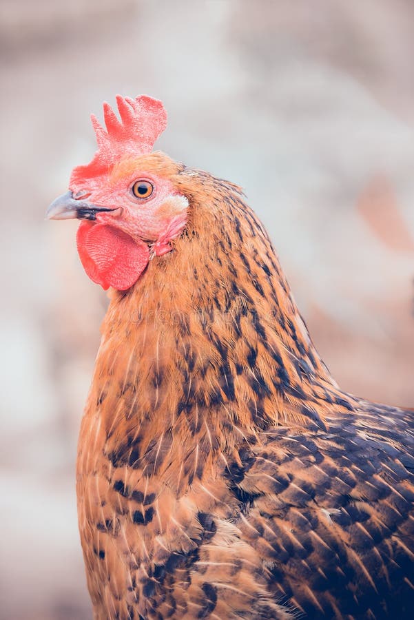 Pollo foto de archivo. Imagen de pico, cubo, animal - 102653420