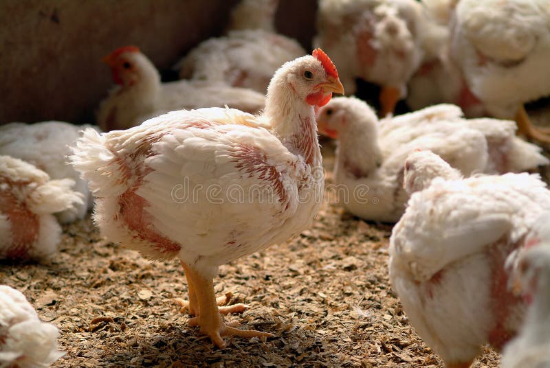 Pollo foto de archivo. Imagen de cara, granja, huevo, pollo - 1530262