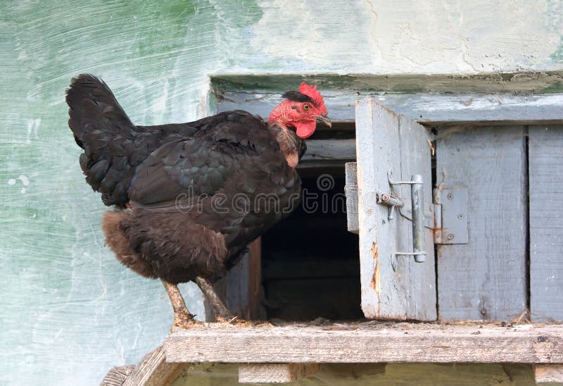 Uomo Calvo Con Il Pollo Sulla Testa Fotografia Stock - Immagine di ...