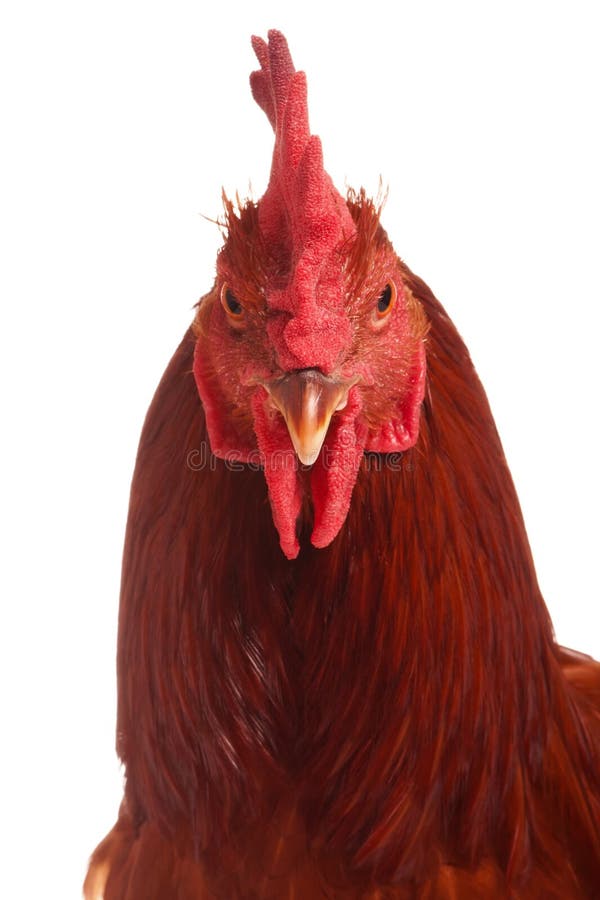 Pollo foto de archivo. Imagen de alimento, carne, presentadora - 24662908