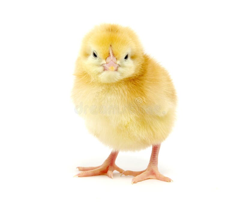 Pollo imagen de archivo. Imagen de ganado, estudio, peludo - 18963593