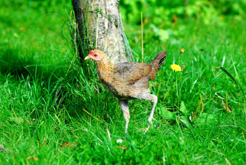 Pollo imagen de archivo. Imagen de hierba, pelo, campo - 3173729