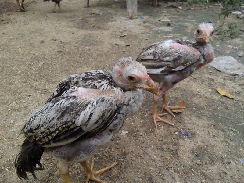 Pollo fotografia stock. Immagine di vivo, sguardo, agricoltura - 43744054