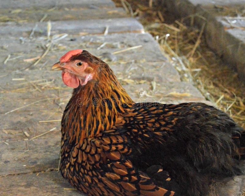 Pollo immagine stock. Immagine di aviario, paese, agricoltura - 43884209