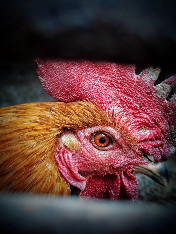 Pollo 7 foto de archivo. Imagen de primer, ojos, poultry - 85073366