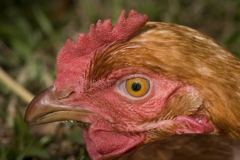 Macro de un ojo del pollo foto de archivo. Imagen de mirada - 8564878