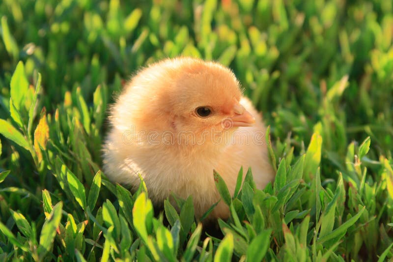 212,218 Un Pollo Amarillo Fotos de stock - Fotos libres de regalías de ...