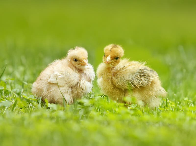 Pollo Amarillo, Pollo Joven, Parrilla Foto de archivo - Imagen de verde ...