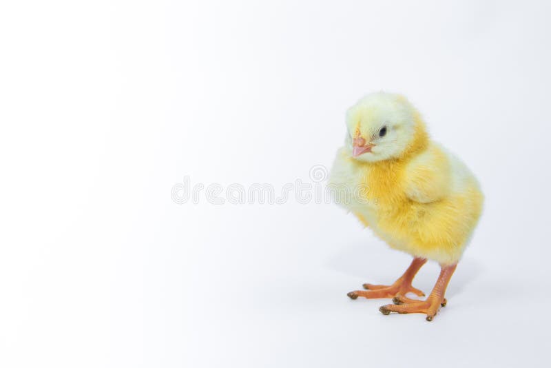 Pollo Amarillo Dulce Con Fondo Blanco Foto de archivo - Imagen de ...