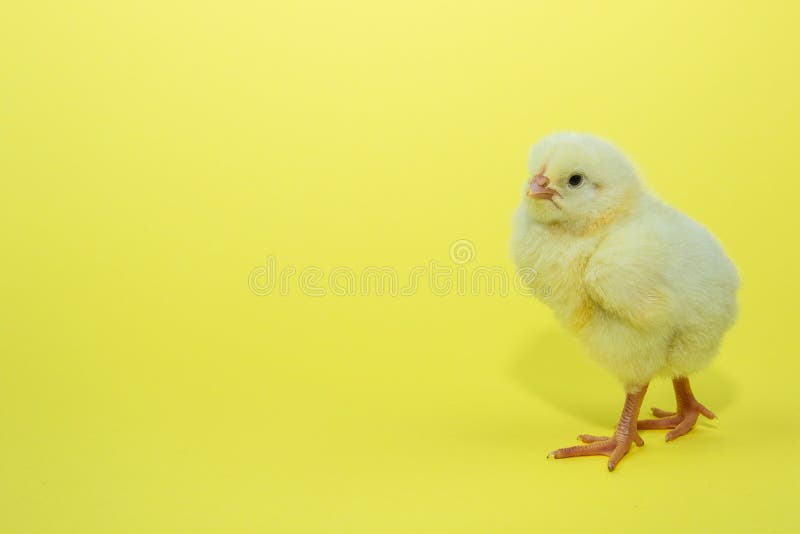 Pollo Amarillo Dulce De Fondo Amarillo Foto de archivo - Imagen de poco ...