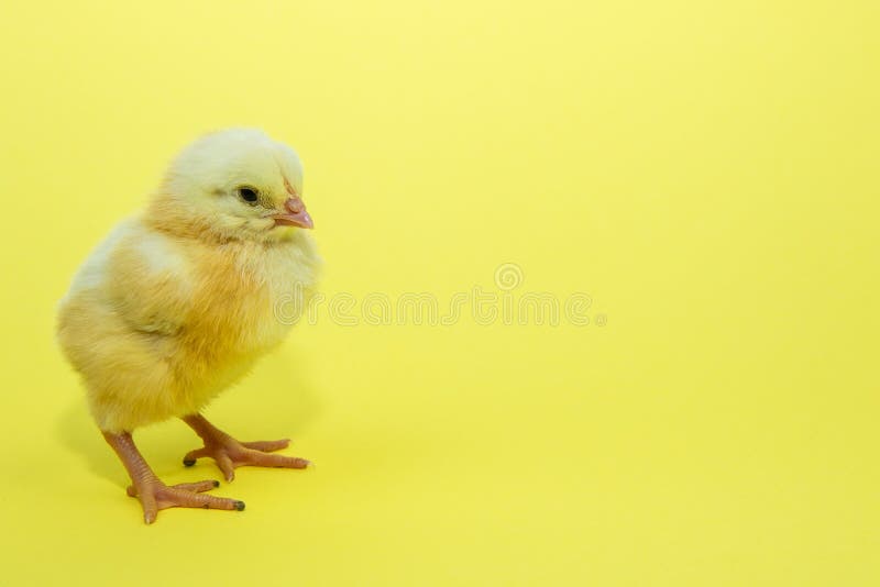 Pollo Amarillo Dulce De Fondo Amarillo Imagen de archivo - Imagen de ...