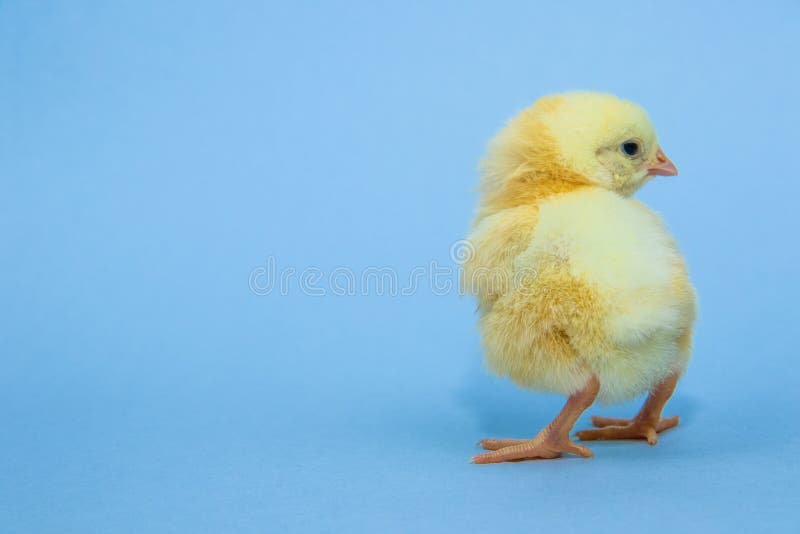 Pollo Amarillo Dulce De Fondo Azul Foto de archivo - Imagen de gallina ...