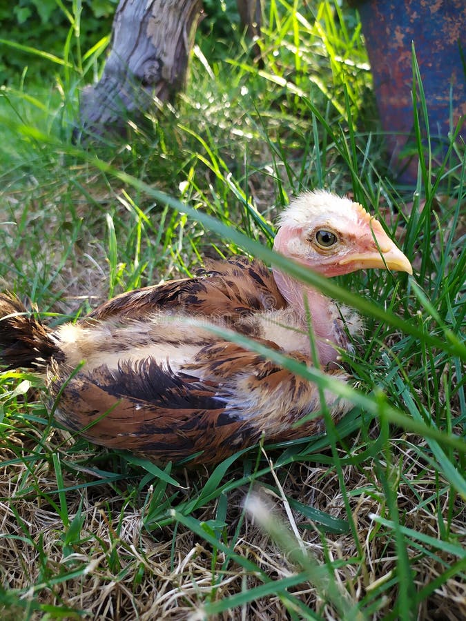 Pollo BebÃ© De Cuello Desnudo Foto de archivo - Imagen de pollo ...