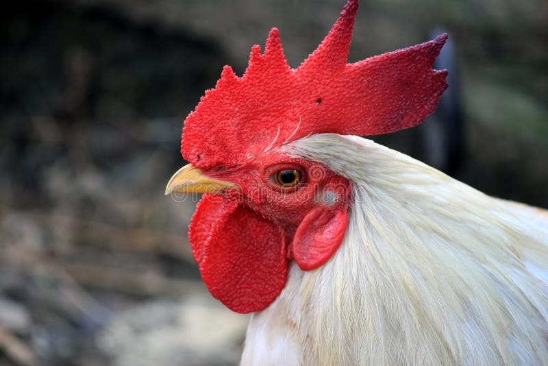 Pollo blanco foto de archivo. Imagen de concepto, primer - 101904542