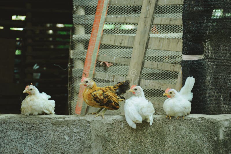 Pollo blanco foto de archivo. Imagen de lindo, enano - 126438526
