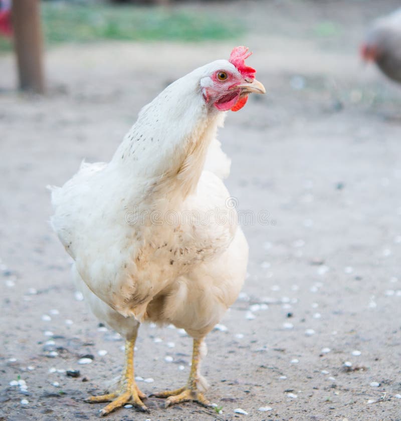 Pollo blanco imagen de archivo. Imagen de pluma, animal - 32403027