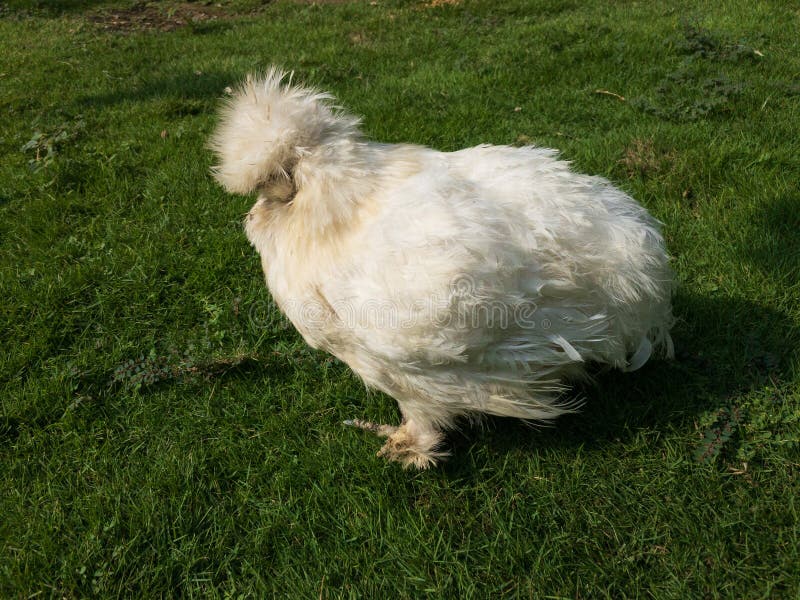 Pollo Blanco Con Seda Parado Triste Y Miserable Foto de archivo ...