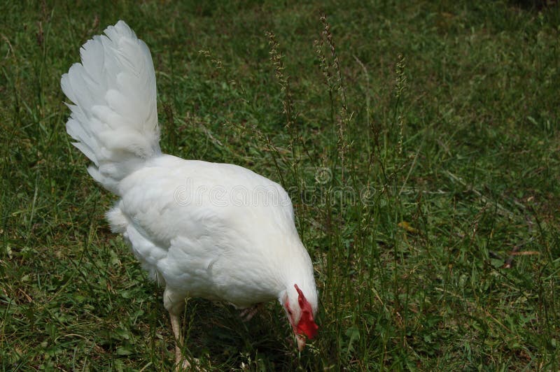 Pollo blanco. imagen de archivo. Imagen de pollos, pollo - 184726665