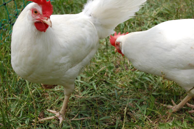 Pollo blanco. imagen de archivo. Imagen de aves, pollos - 184726725