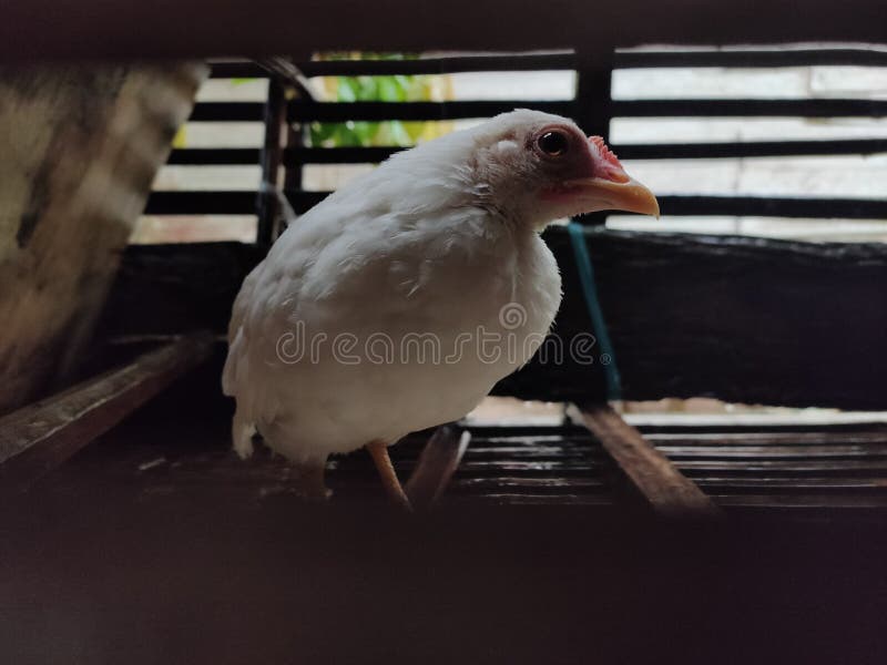 Pollo Blanco Que Parece Curioso Foto de archivo - Imagen de pollo, pico ...