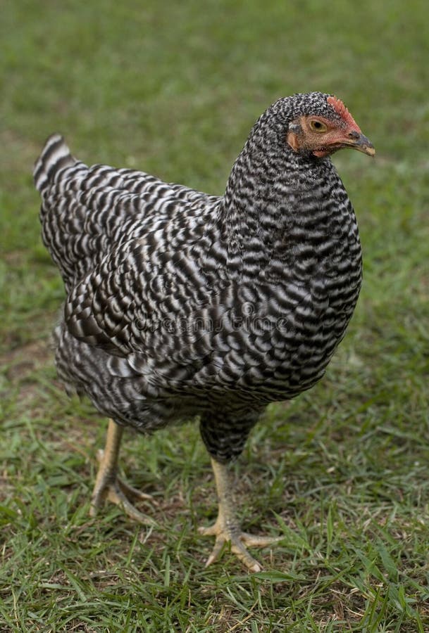 Pollo Blanco Y Negro