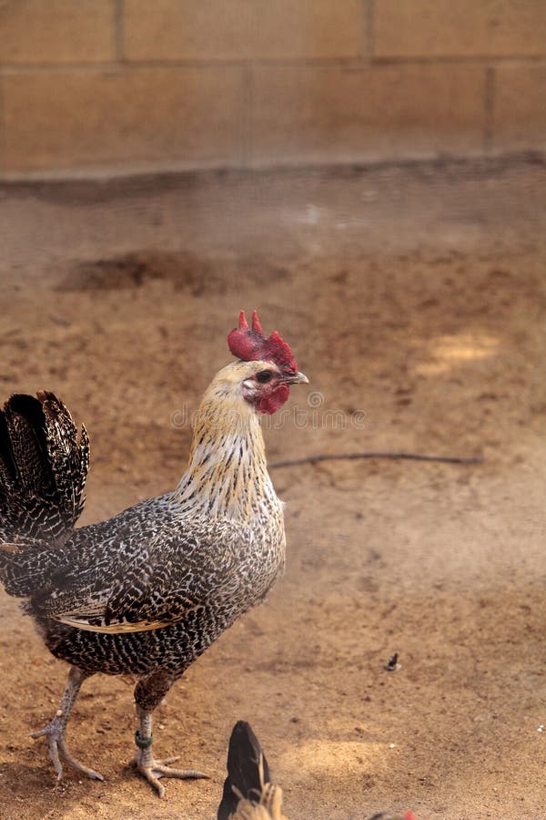 Pollo Blanco Y Negro Del Gallo De Brahma Imagen de archivo - Imagen de ...