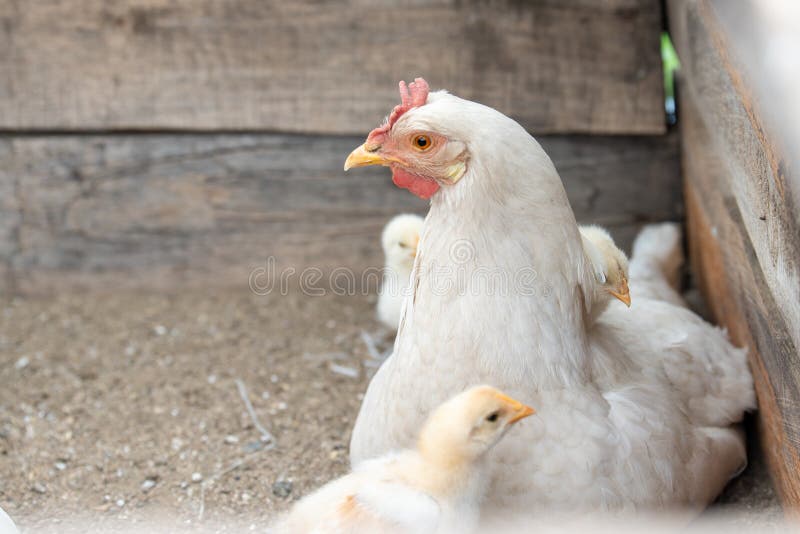 Pollo Blanco Y Poco Pollo En Ella Foto de archivo - Imagen de animal ...