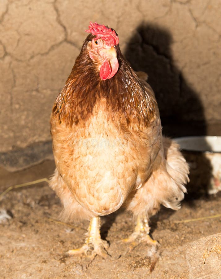 Pollo Coloreado En Granja De Pollo Foto de archivo - Imagen de poultry ...