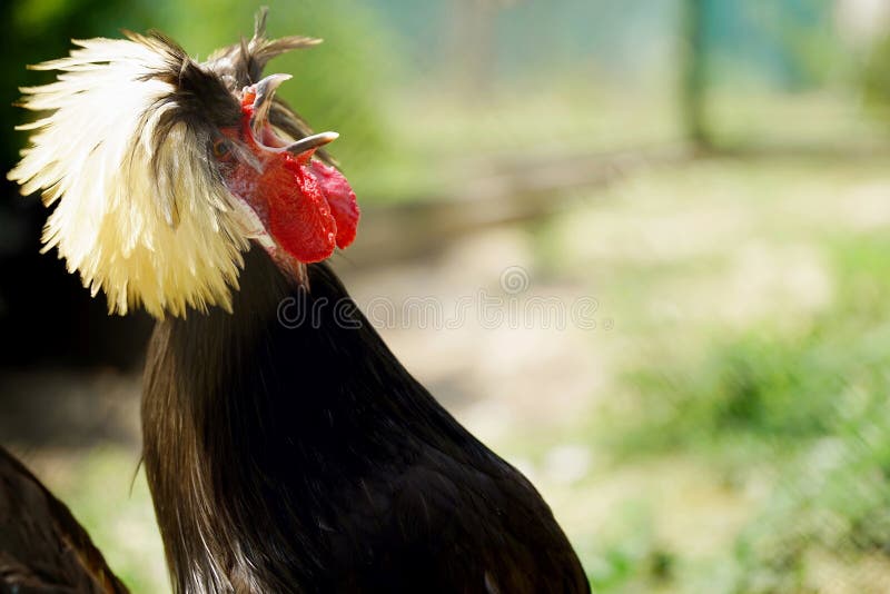 Pollo con cresta polaco foto de archivo. Imagen de granja - 226791898