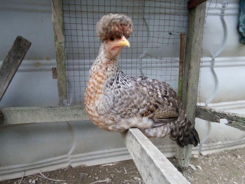 Pollo con el pelo único foto de archivo. Imagen de pelo - 111703644