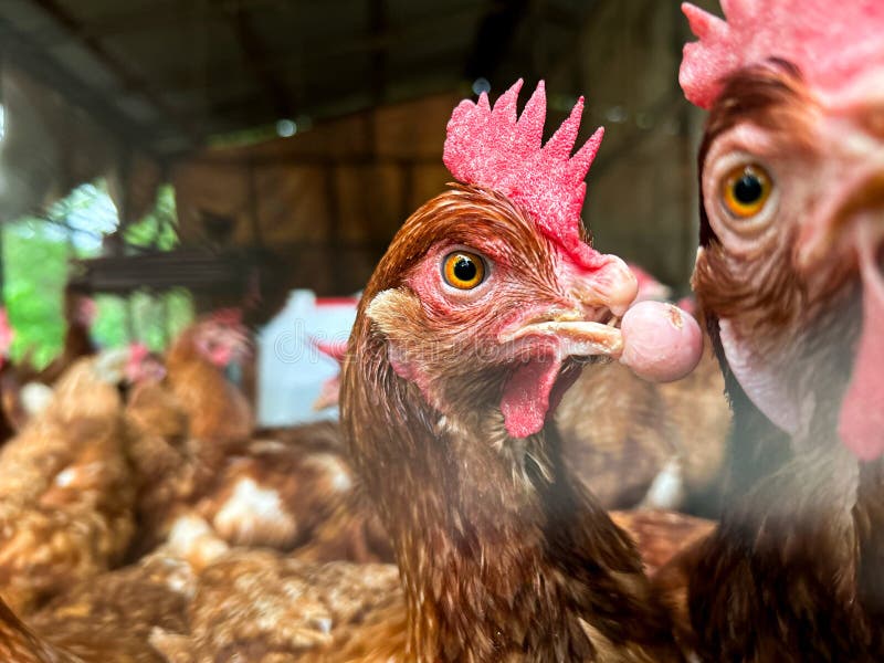 Pollo con pico deformado imagen de archivo. Imagen de polluelo - 315931973