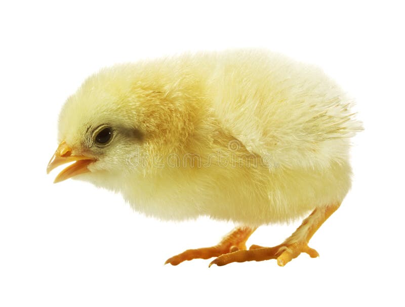 Pollo Contra El Fondo Blanco Foto de archivo - Imagen de lindo, fondo ...