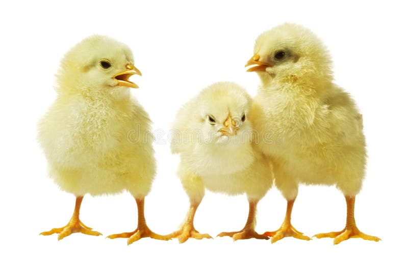 Pollo Contra El Fondo Blanco Foto de archivo - Imagen de aislado ...