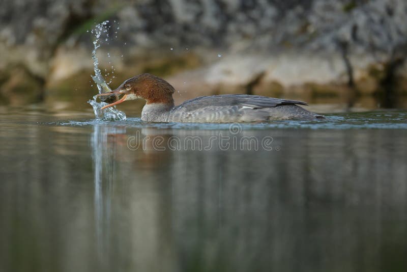 Polluelo Del Somorgujo (pollo De Agua) Imagen de archivo - Imagen de ...