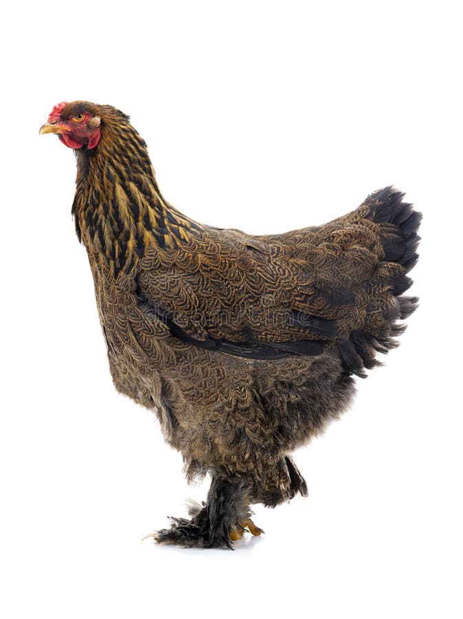 Pollo de Brahma aislado foto de archivo. Imagen de agricultura - 142419536