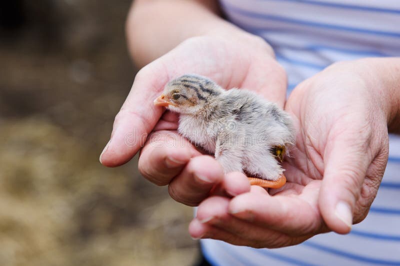 Manos Amarillas Del Ser Humano Del Pollo Foto de archivo - Imagen de ...
